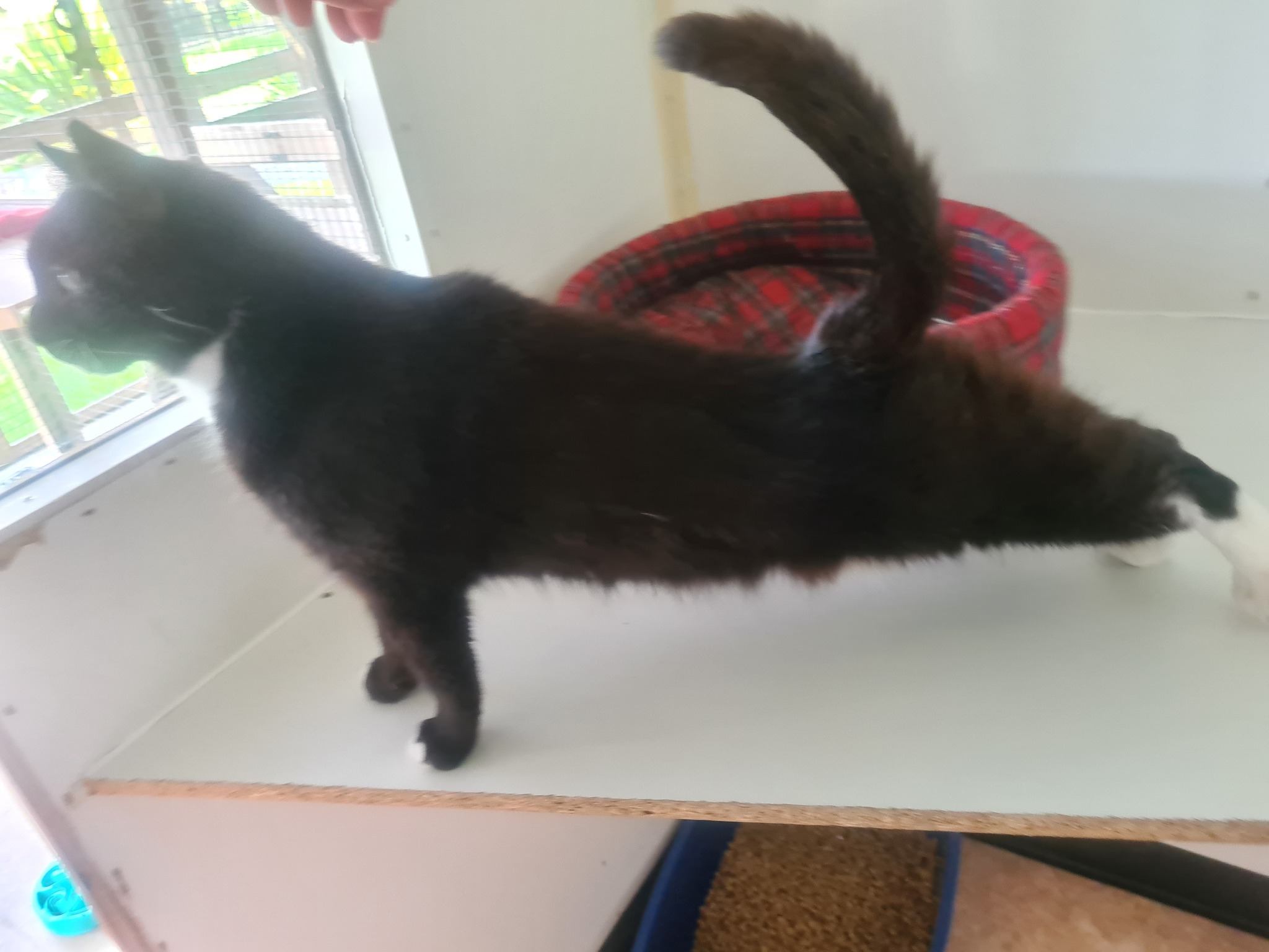 Broadlands Cattery North Lincolnshire