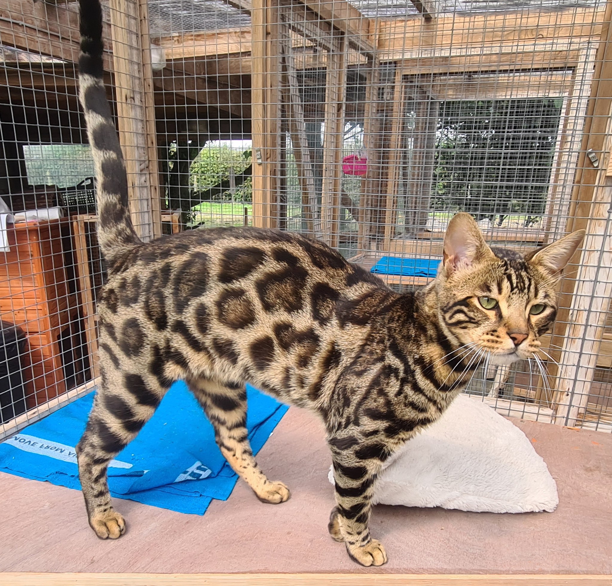 Broadlands Cattery North Lincolnshire